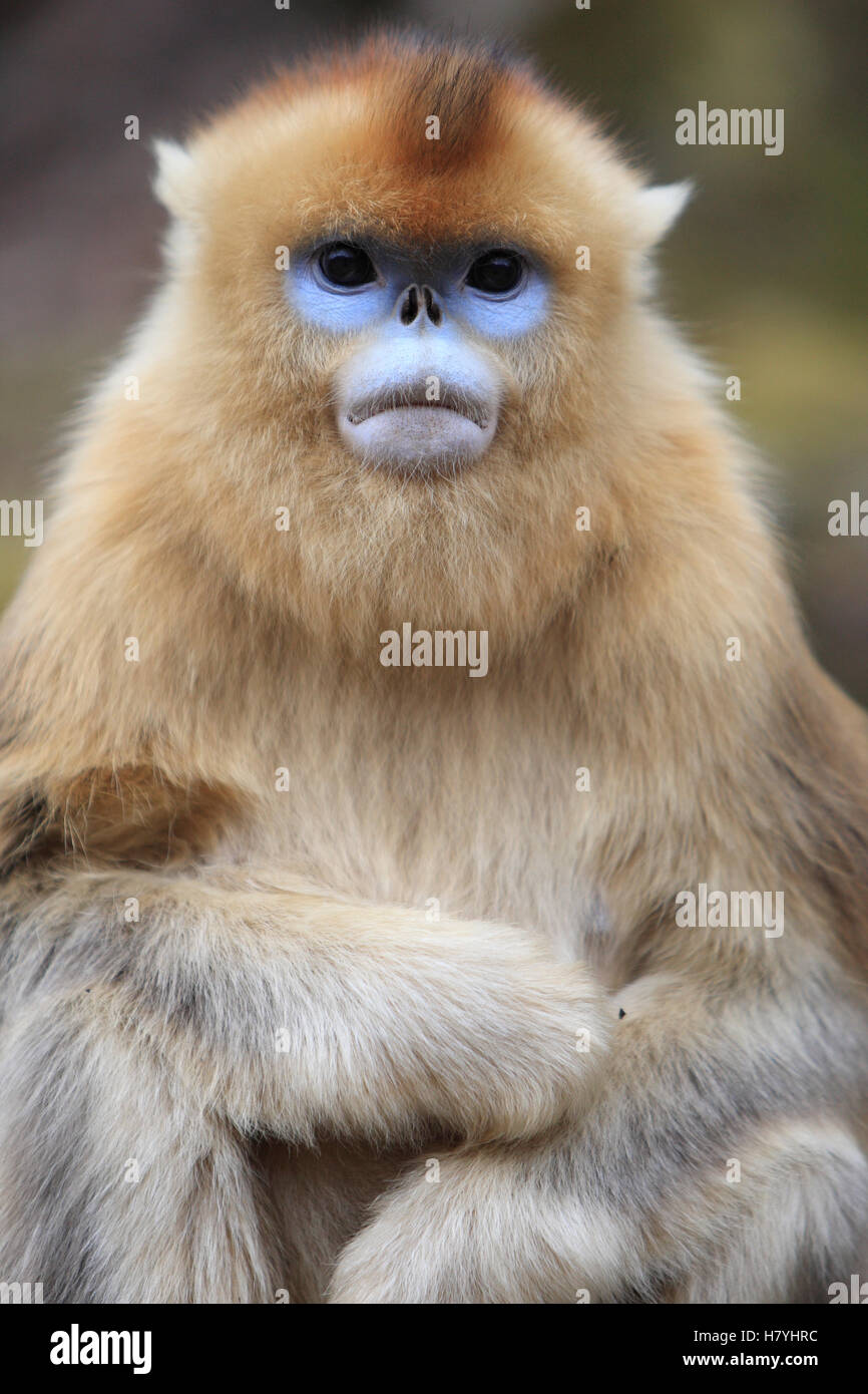 Golden Snub-nosed Monkey (Rhinopithecus roxellana) sub-adult, Qinling ...