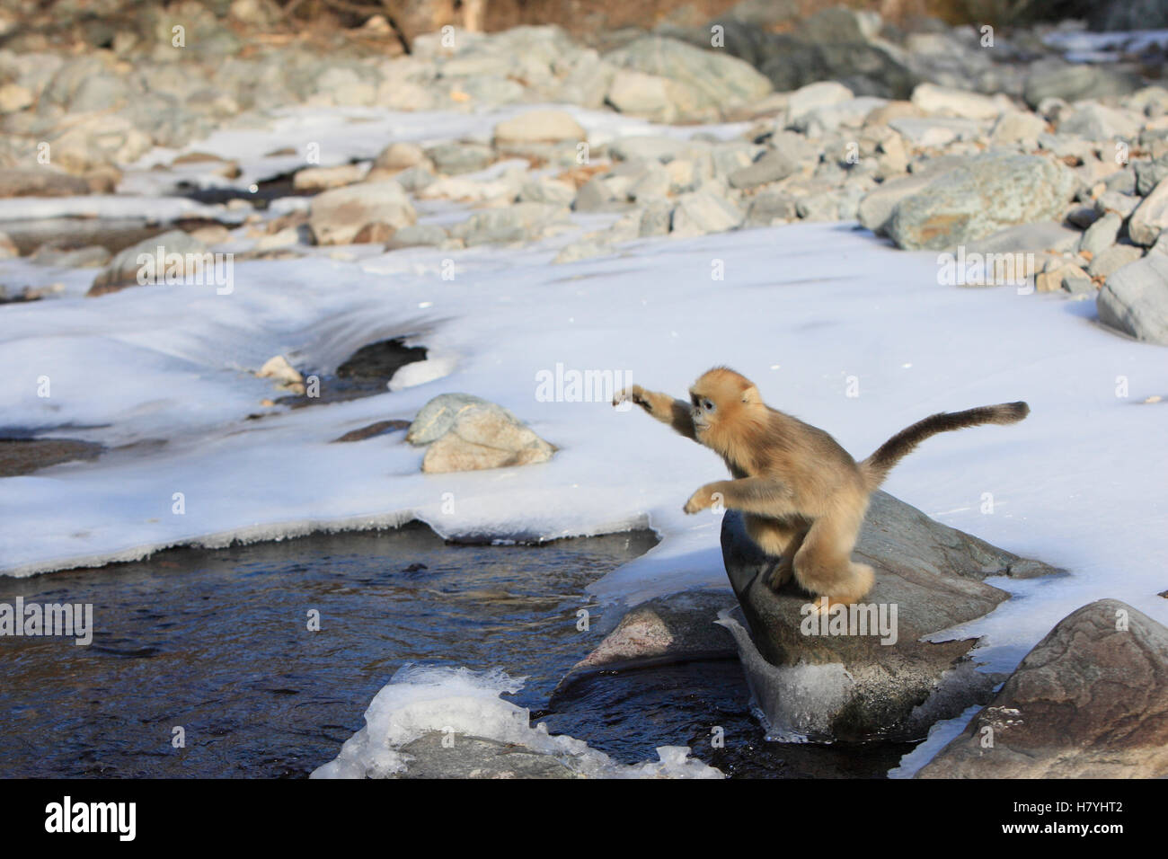 Golden Snub-nosed Monkey (Rhinopithecus roxellana) jumping across ...