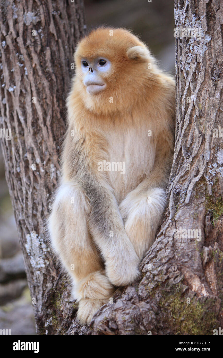 Golden Snub-nosed Monkey (Rhinopithecus roxellana) female, Qinling ...