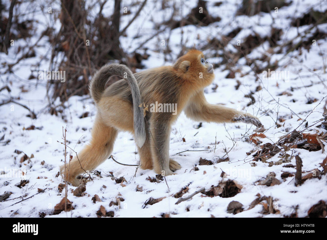 Golden Snub-nosed Monkey (Rhinopithecus roxellana) female walking in ...