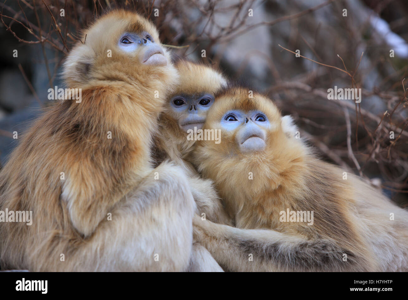 Golden Snub-nosed Monkey (Rhinopithecus roxellana) females looking up ...