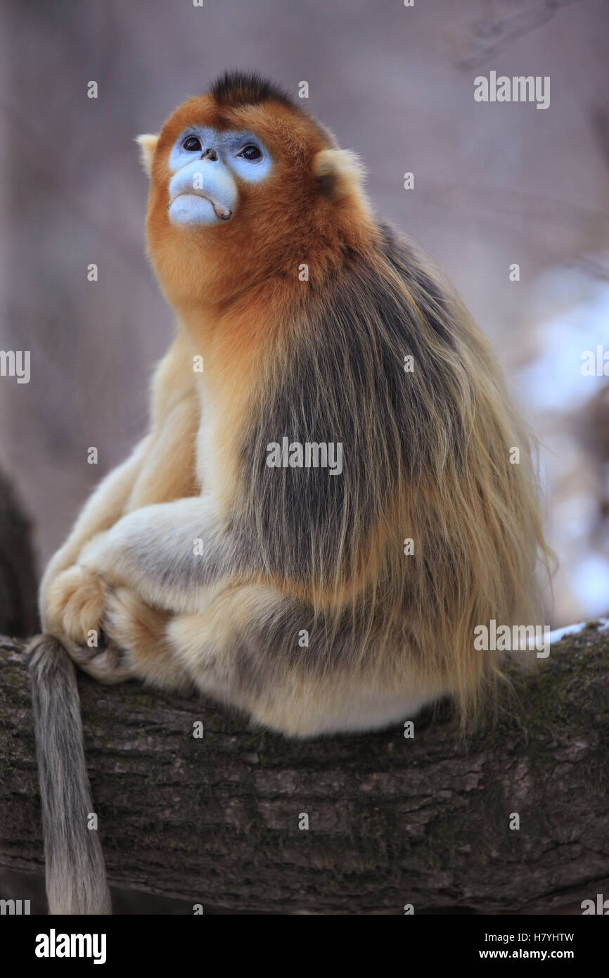 Golden Snub-nosed Monkey (Rhinopithecus roxellana) male looking up ...