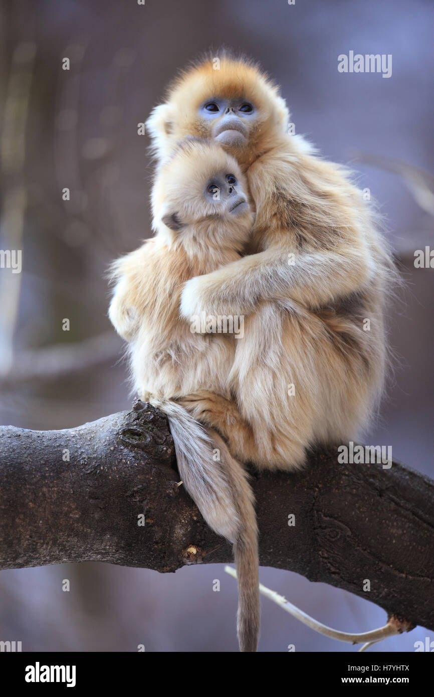 Golden Snub-nosed Monkey (Rhinopithecus roxellana) juvenile and young ...