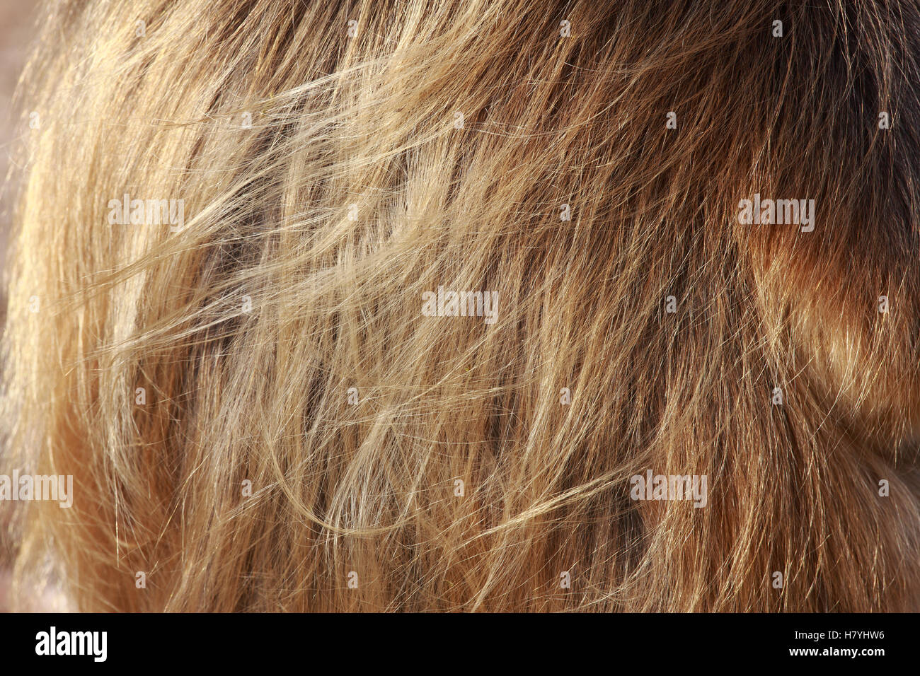 Golden Snub-nosed Monkey (Rhinopithecus roxellana) male guard hairs ...