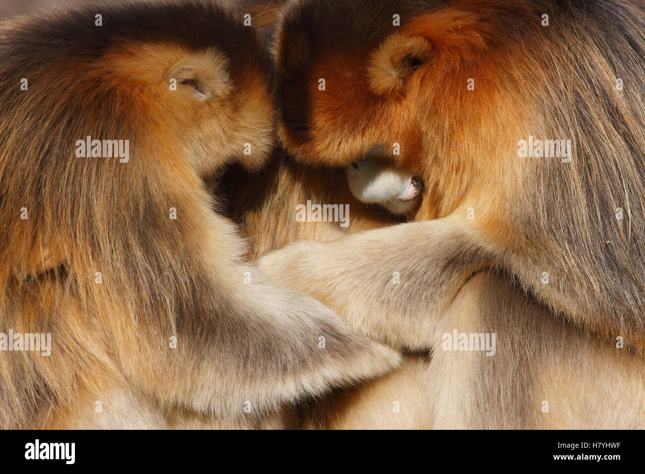 Golden Snub-nosed Monkey (Rhinopithecus roxellana) male and female ...
