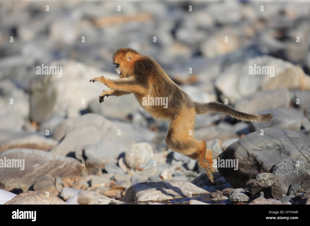 Golden Snub-nosed Monkey (Rhinopithecus roxellana) jumping across ...