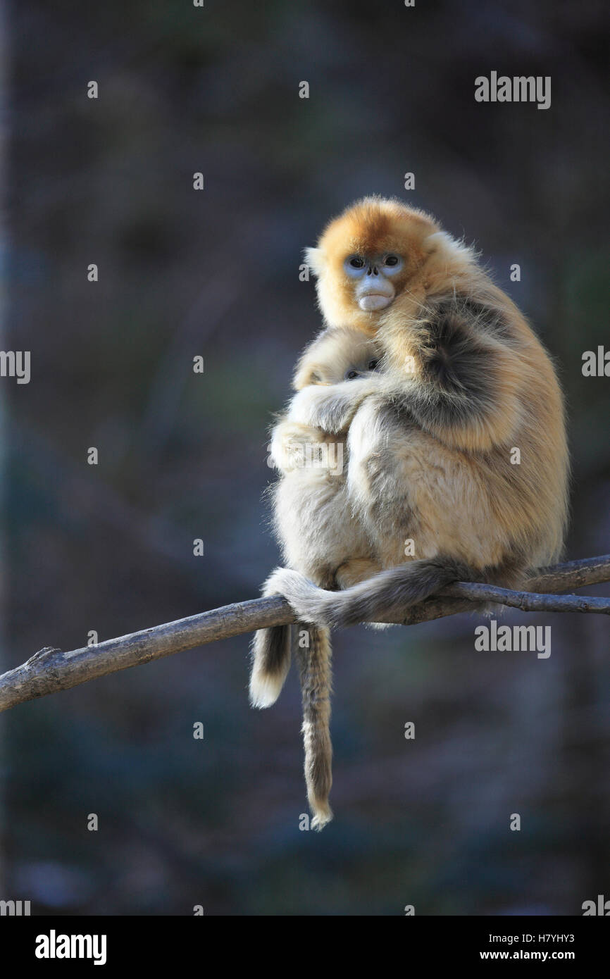 Golden Snub-nosed Monkey (Rhinopithecus roxellana) female and young ...