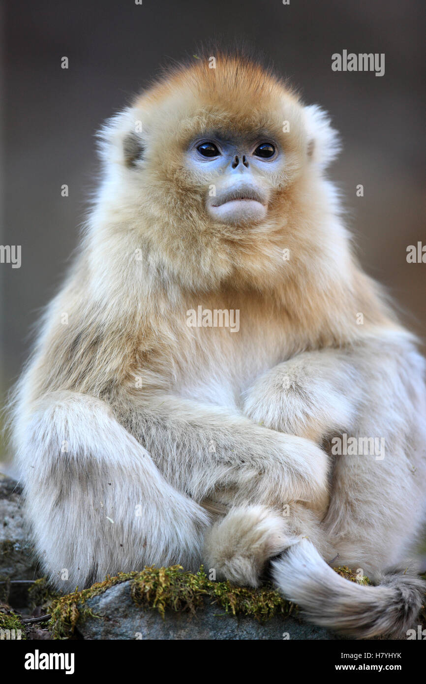 Golden Snub-nosed Monkey (Rhinopithecus roxellana) juvenile, Qinling ...