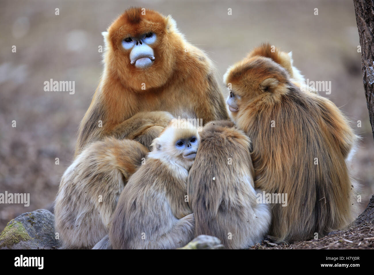 Golden Snub-nosed Monkey (Rhinopithecus roxellana) family, Qinling ...