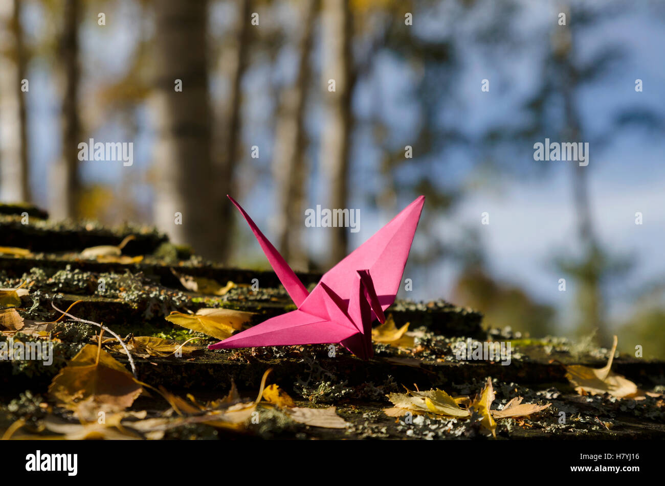 Pink crane in wood Stock Photo - Alamy