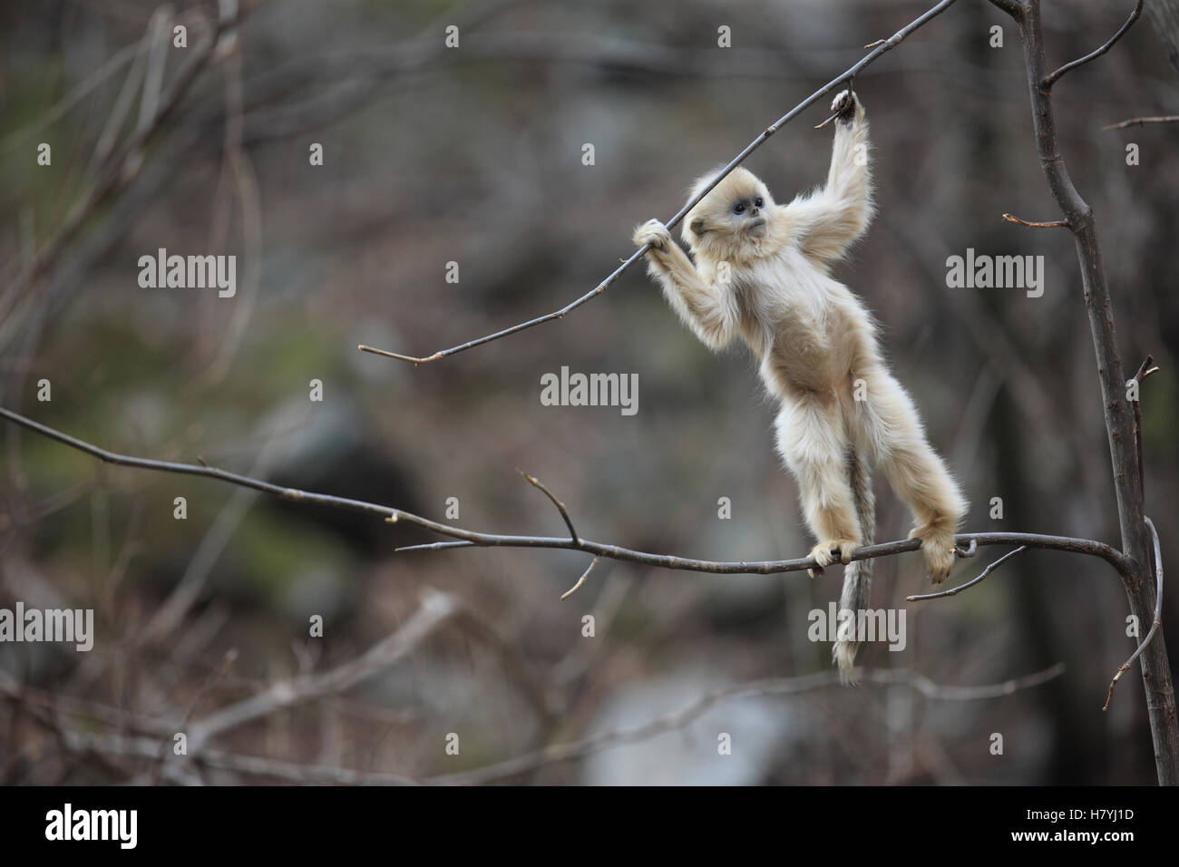 Golden Snub-nosed Monkey (Rhinopithecus roxellana) juvenile climbing in ...