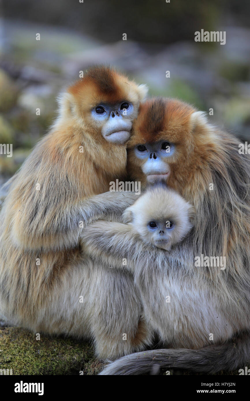 Golden Snub-nosed Monkey (Rhinopithecus roxellana) females and young ...