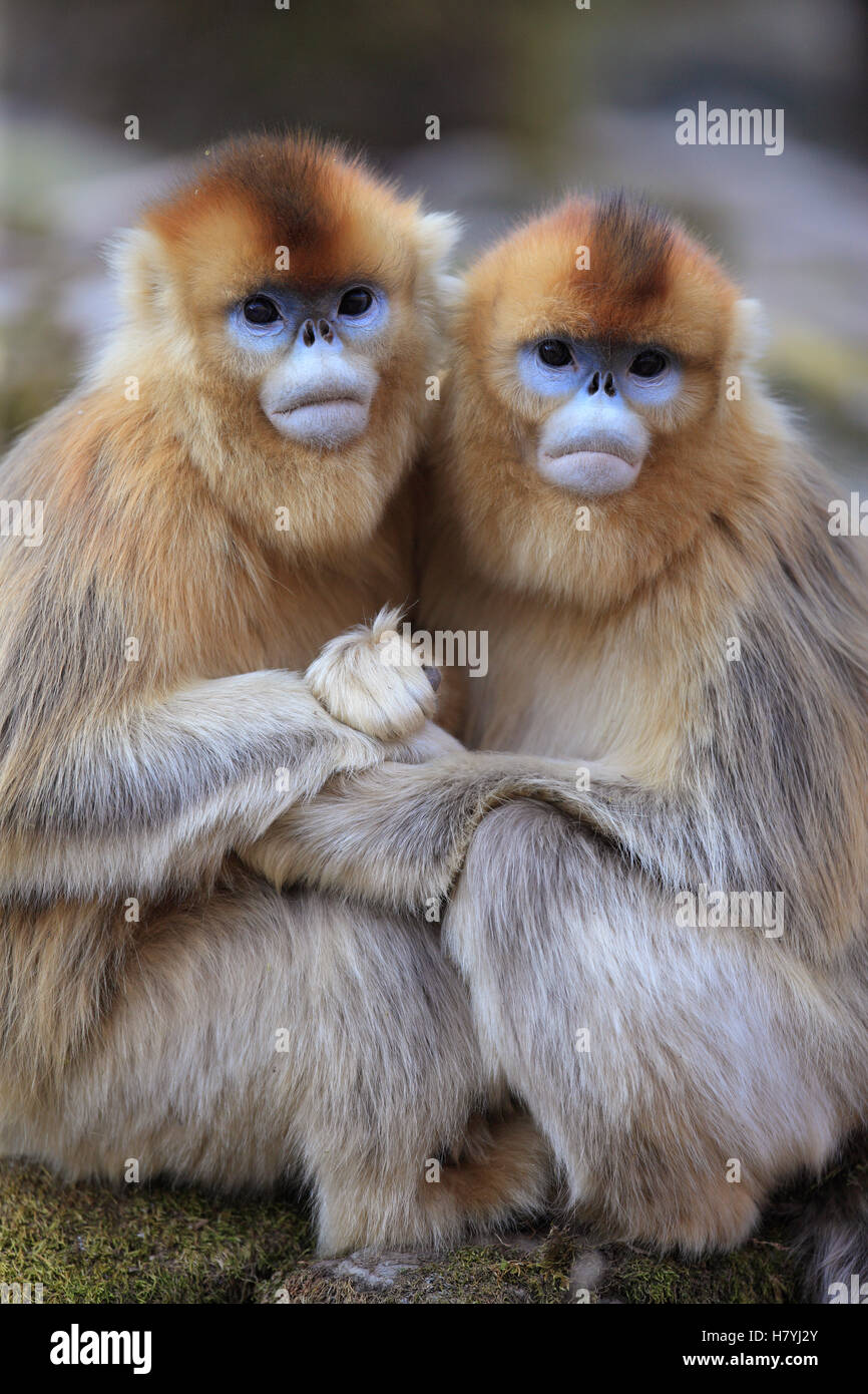 Golden Snub-nosed Monkey (Rhinopithecus roxellana) females huddled up ...