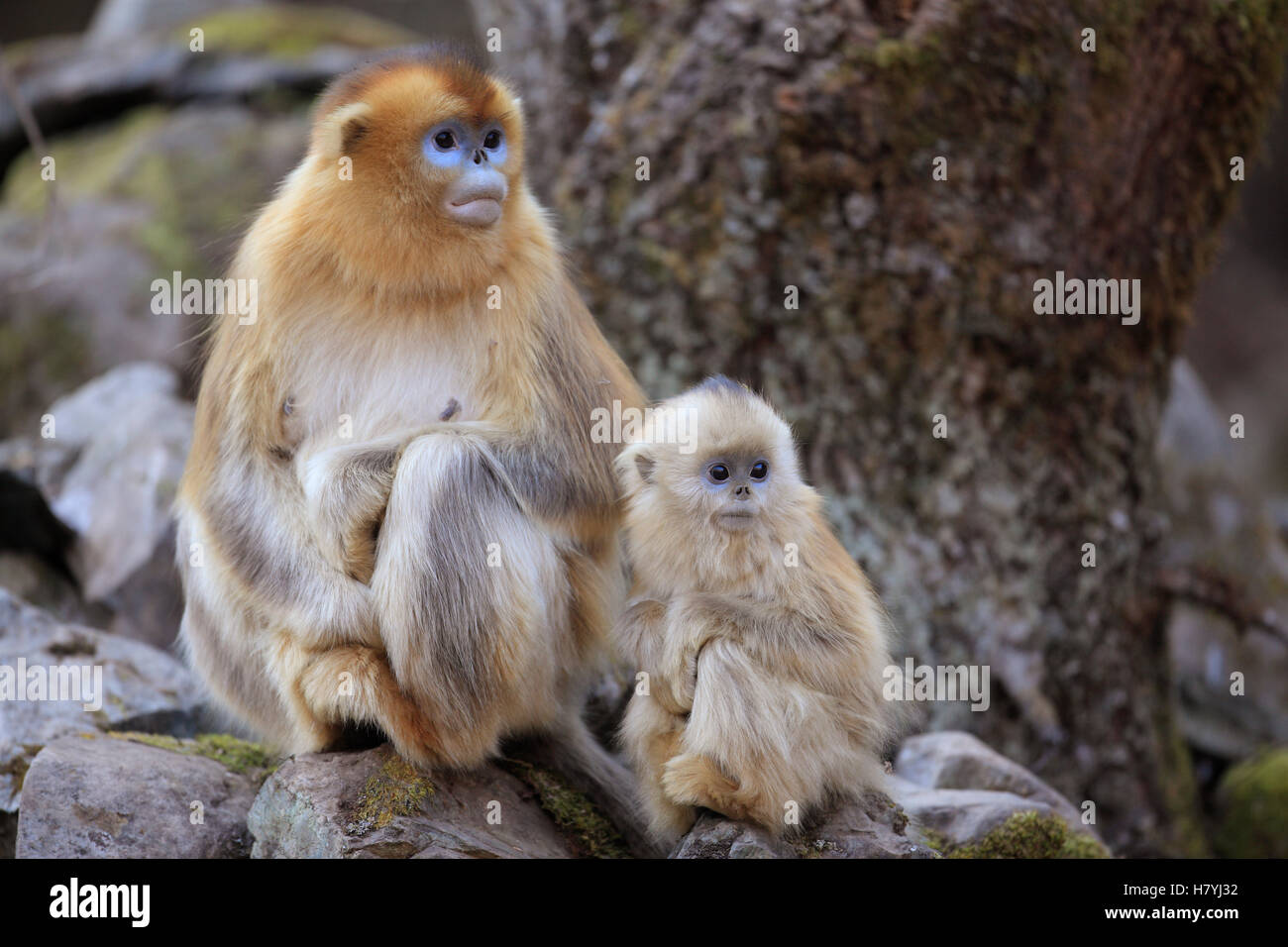 Golden Snub-nosed Monkey (Rhinopithecus roxellana) female and young ...