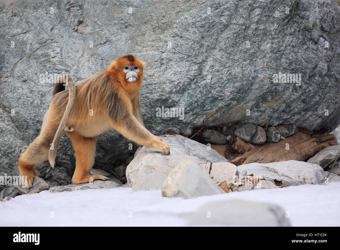 Golden Snub-nosed Monkey (Rhinopithecus roxellana) male, Qinling ...