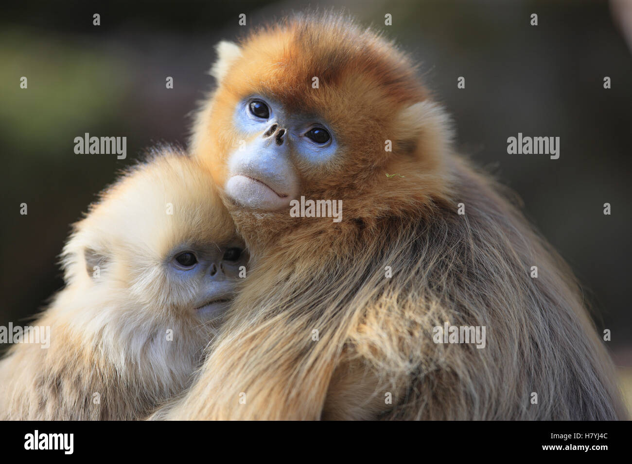 Golden Snub-nosed Monkey (Rhinopithecus roxellana) female and young ...