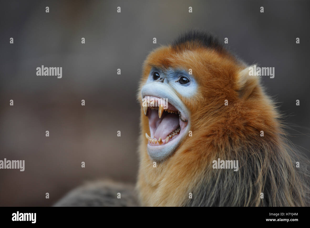 Golden Snub-nosed Monkey (Rhinopithecus roxellana) male displaying ...