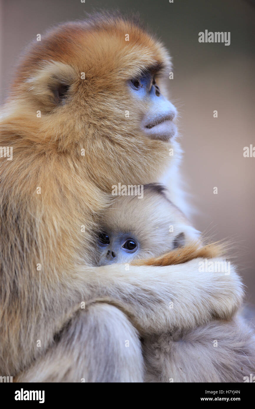 Golden Snub-nosed Monkey (Rhinopithecus roxellana) female and young ...