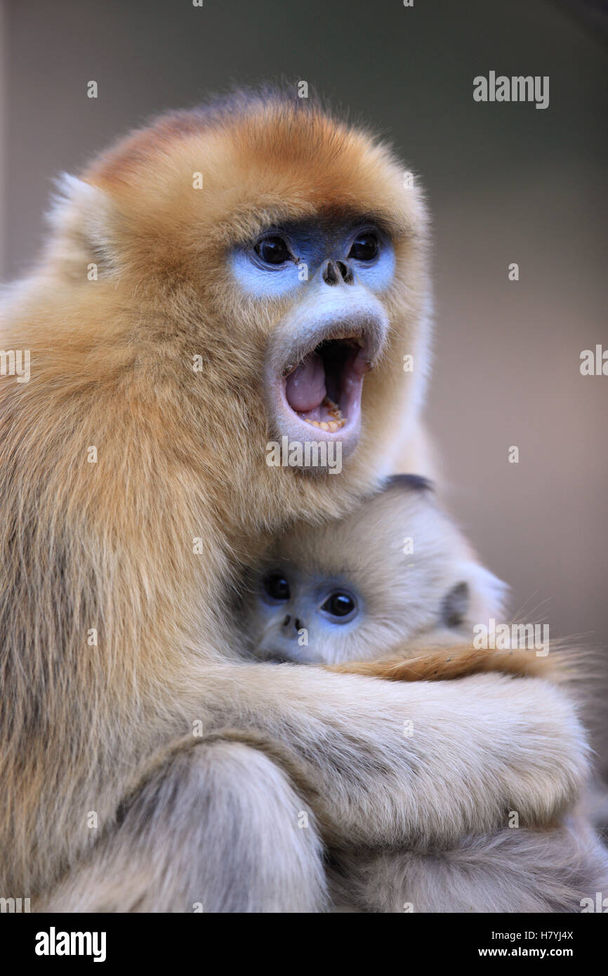 Golden Snub-nosed Monkey (Rhinopithecus roxellana) female calling and ...