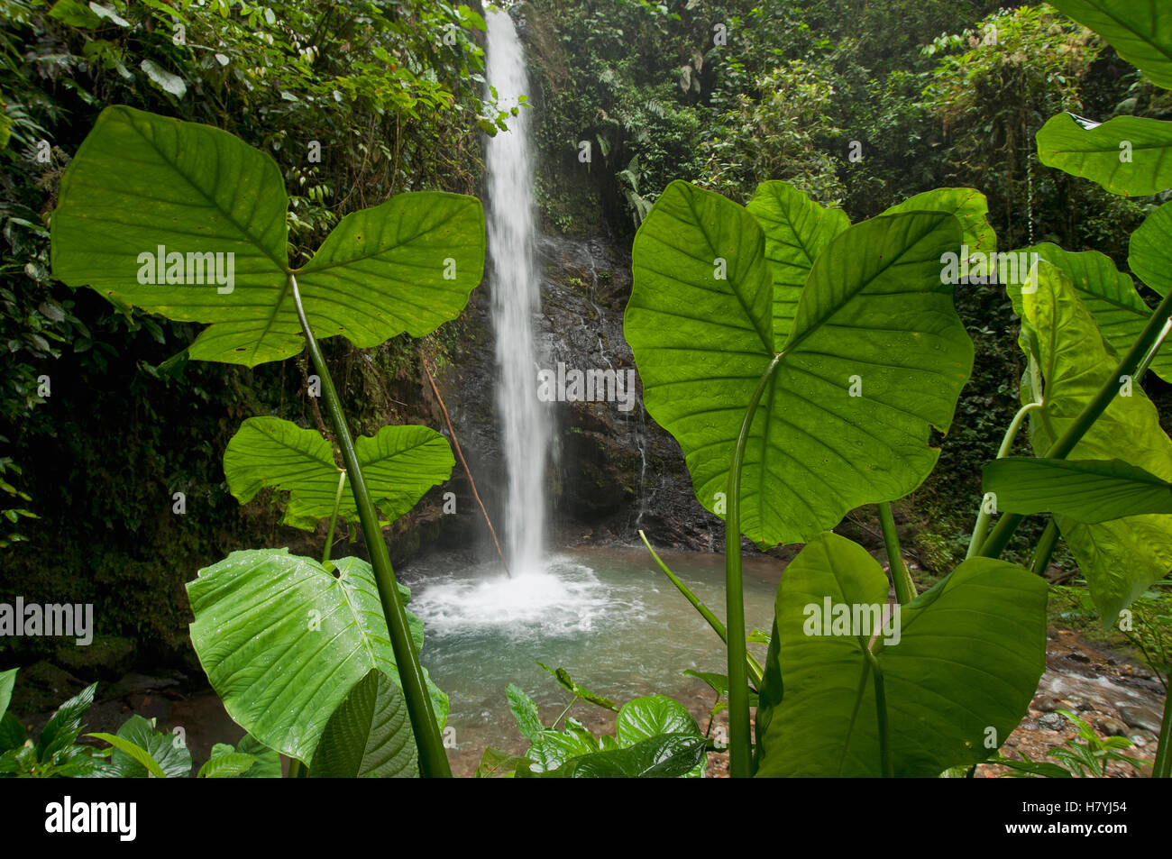 Waterfall in lowland tropical rainforest, Ecuador Stock Photo - Alamy