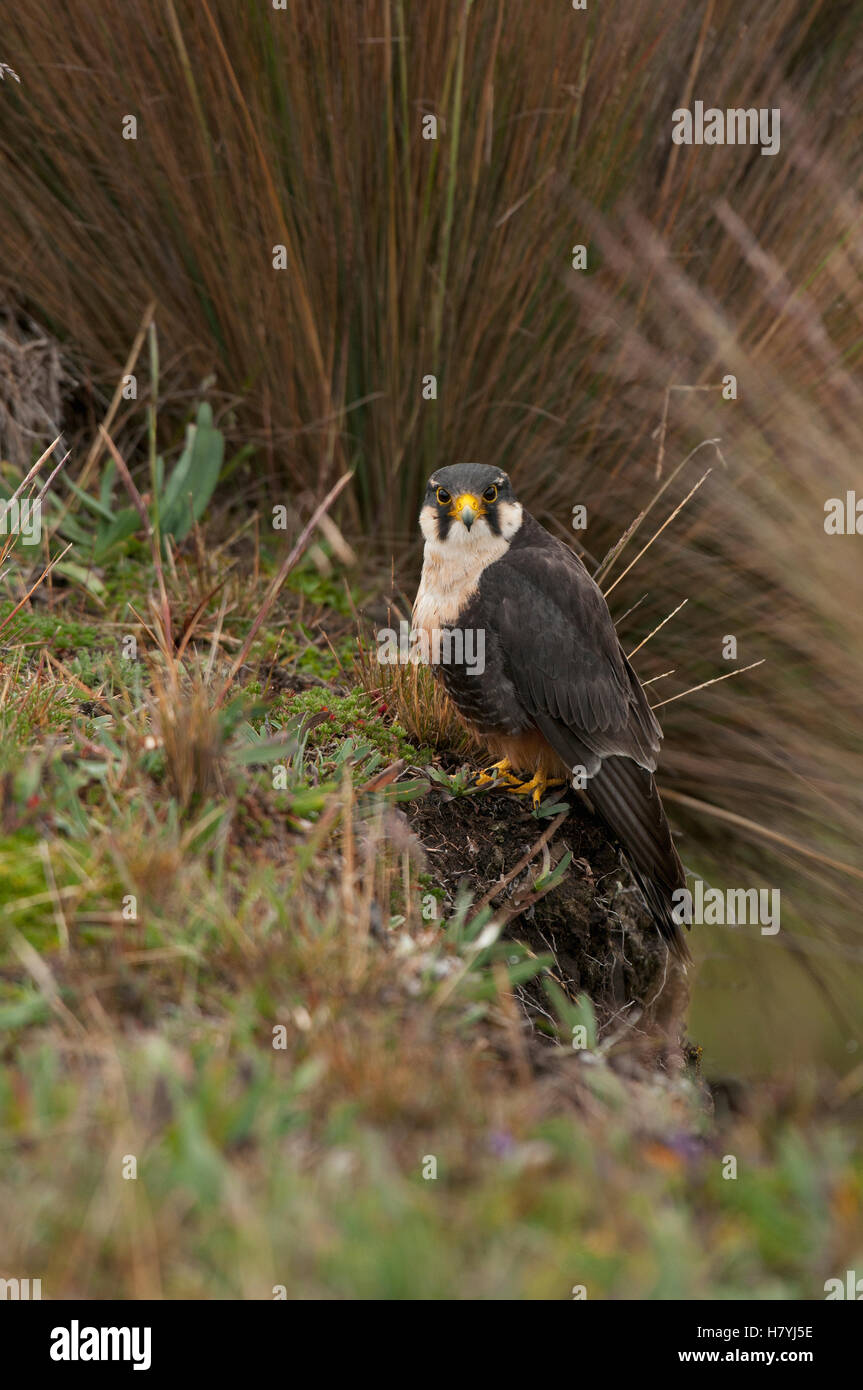 Aplomado Falcon (Falco femoralis), Andes, Ecuador Stock Photo - Alamy