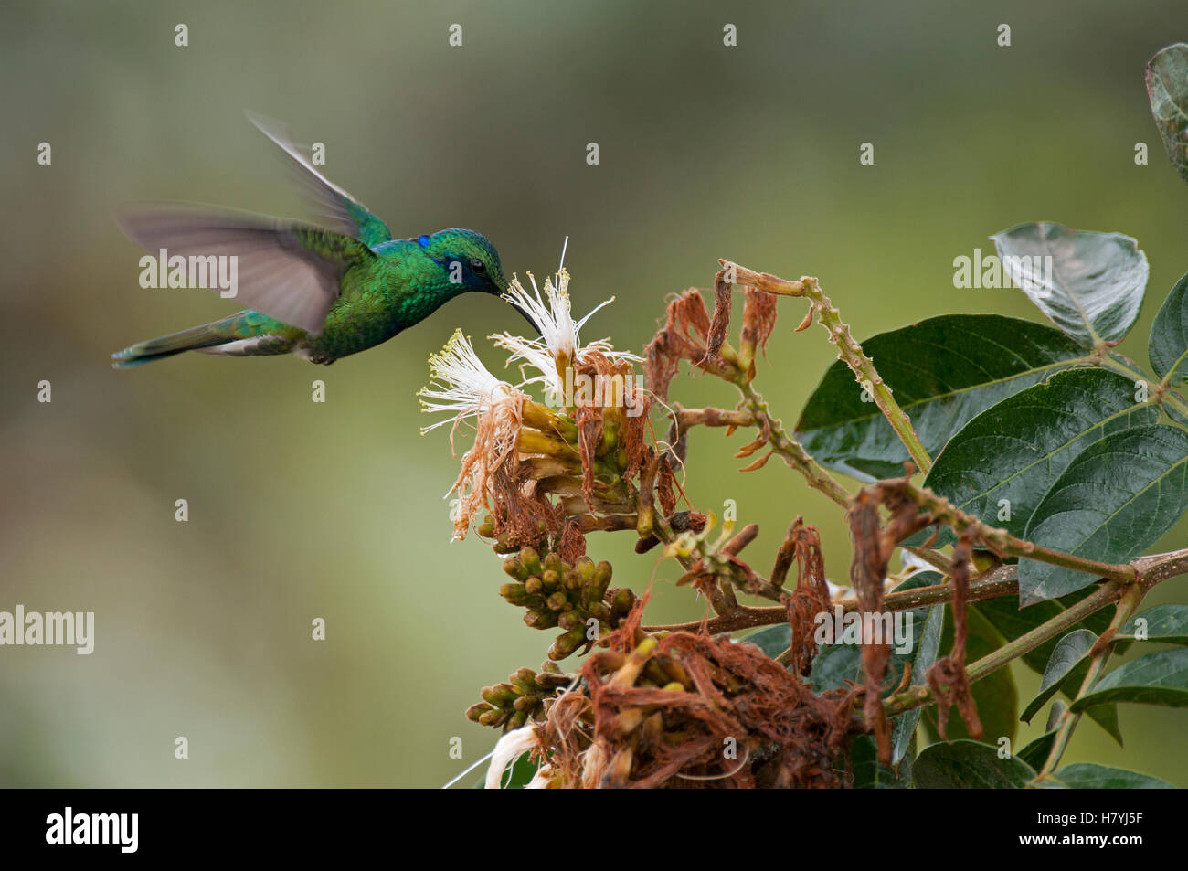 Sparkling Violet-ear (Colibri coruscans) hummingbird feeding on nectar ...