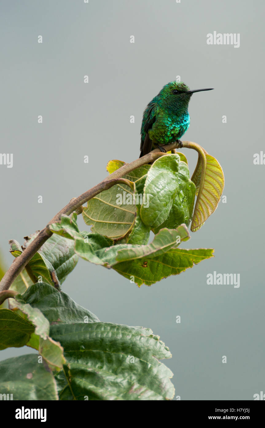 Western Emerald (Chlorostilbon melanorhynchus) hummingbird male, Andes ...