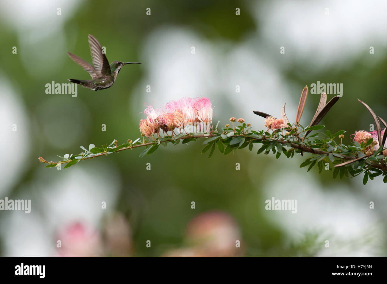 Black-throated Mango (Anthracothorax nigricollis) hummingbird female ...