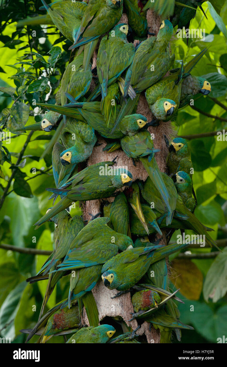 Red-bellied Macaw (Ara manilata) flock feeding on palm, Amazon, Ecuador ...