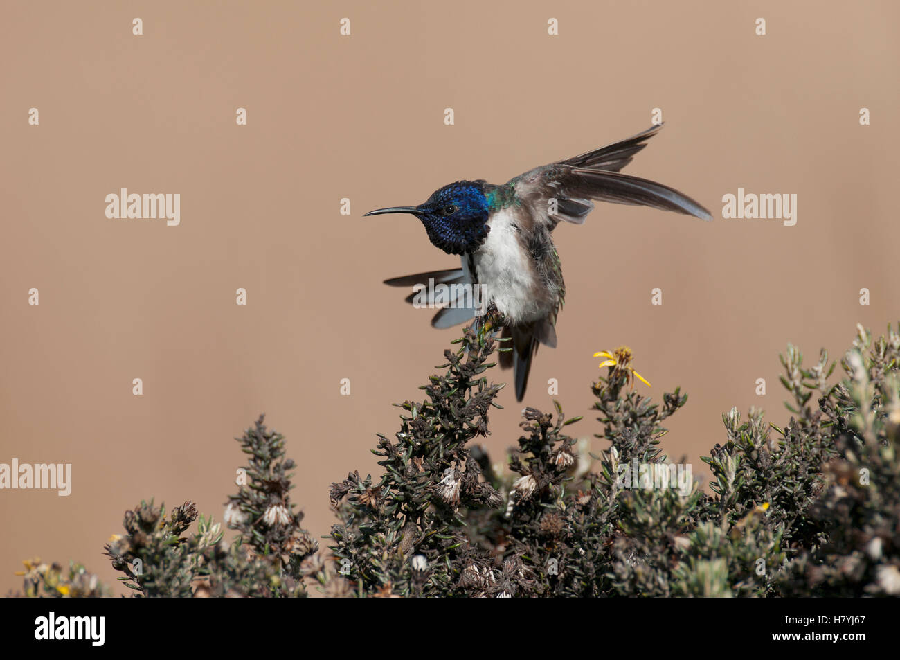 Ecuadorian Hillstar (Oreotrochilus chimborazo) hummingbird male ...