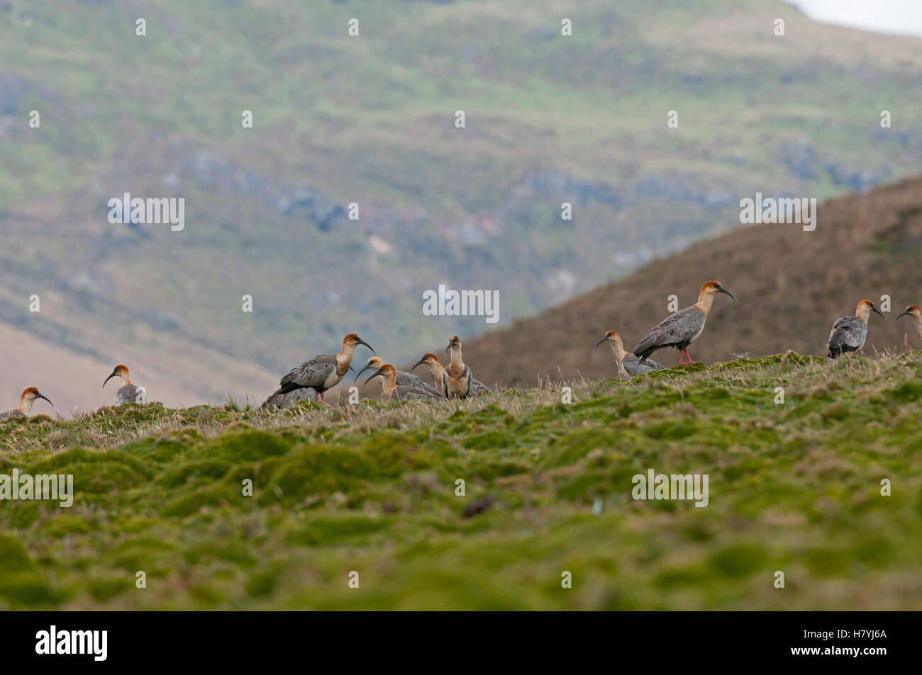 Black-faced Ibis (Theristicus melanopis) group, Andes, Ecuador Stock ...