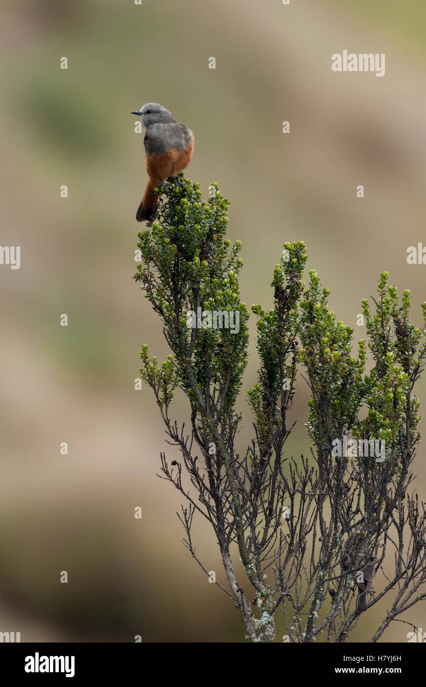 Red-rumped Bush-Tyrant (Cnemarchus erythropygius), Andes, Ecuador Stock ...