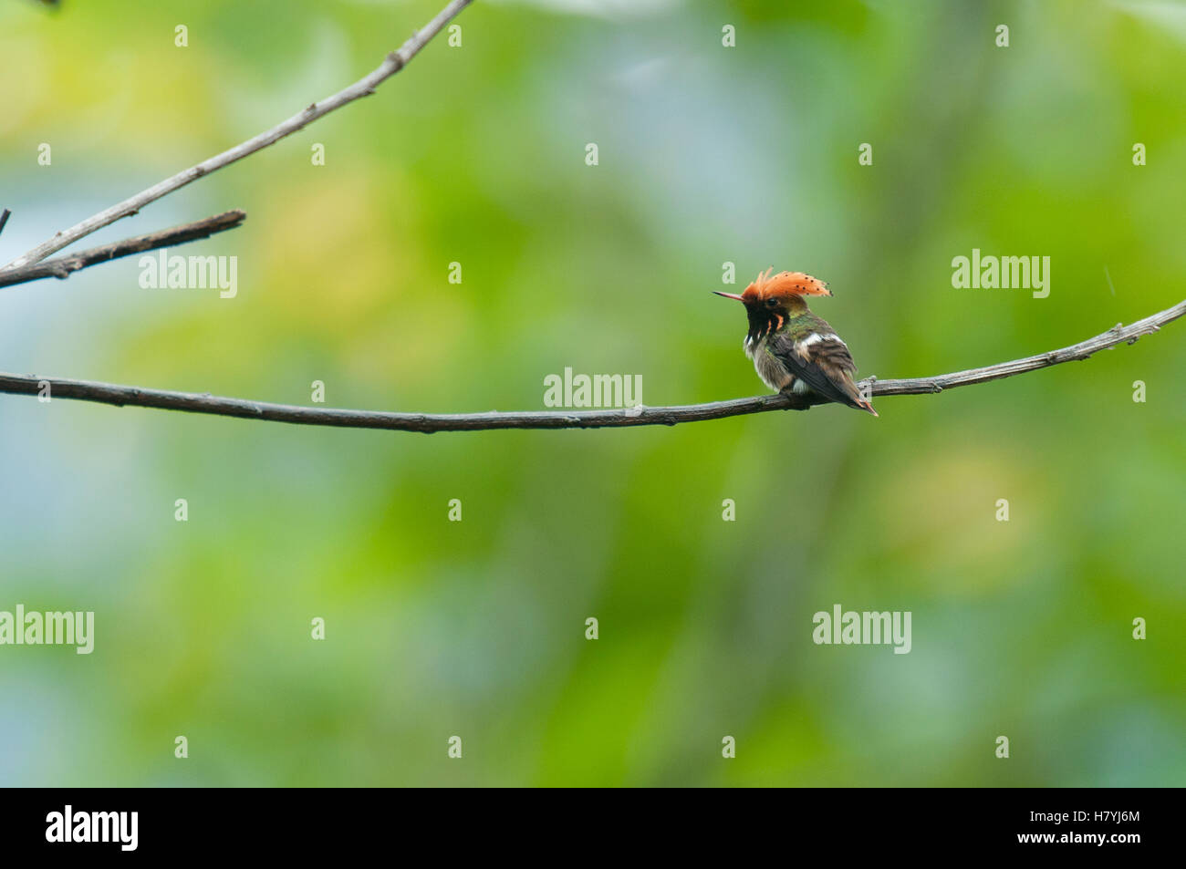 Spangled Coquette (Lophornis stictolophus) hummingbird male, Amazon ...