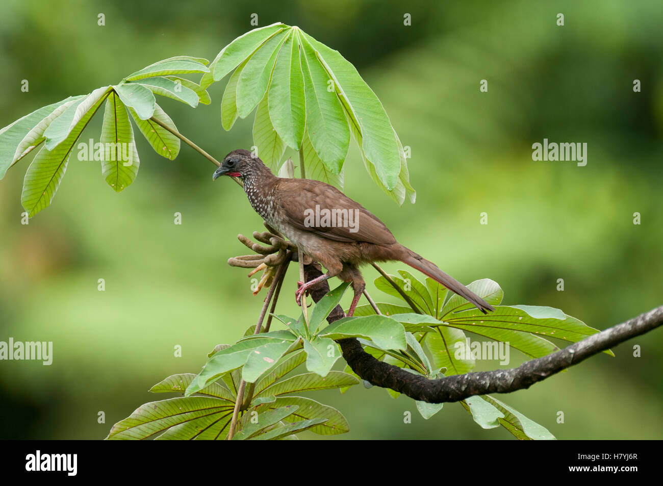 Bearded Guan (Penelope barbata), Ecuador Stock Photo - Alamy