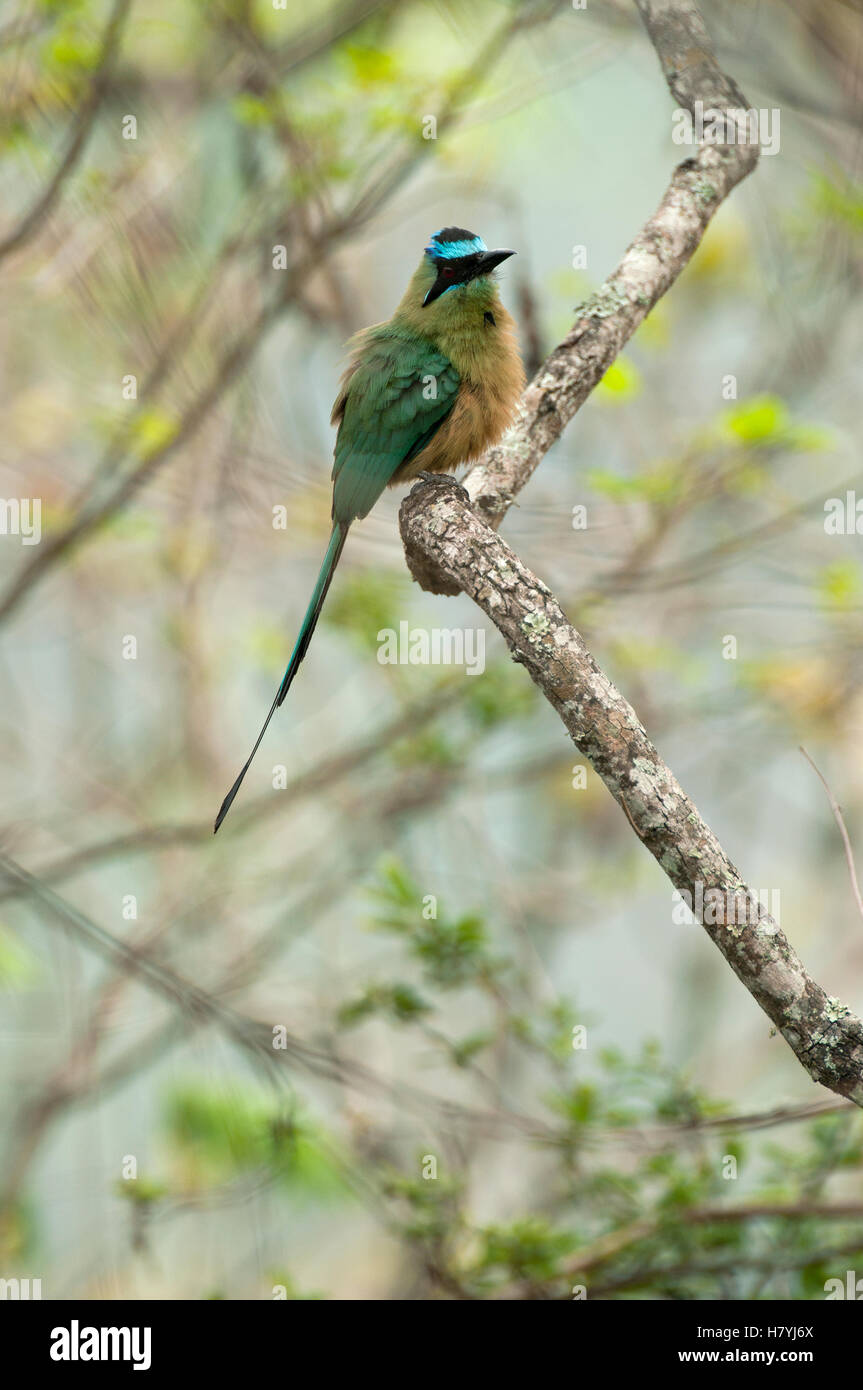 Blue-crowned Motmot (Momotus momota), Ecuador Stock Photo - Alamy
