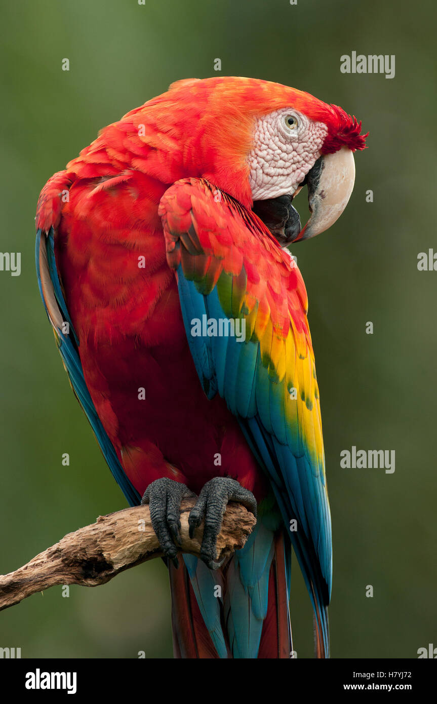 Scarlet Macaw (Ara macao), Amazon, Ecuador Stock Photo - Alamy