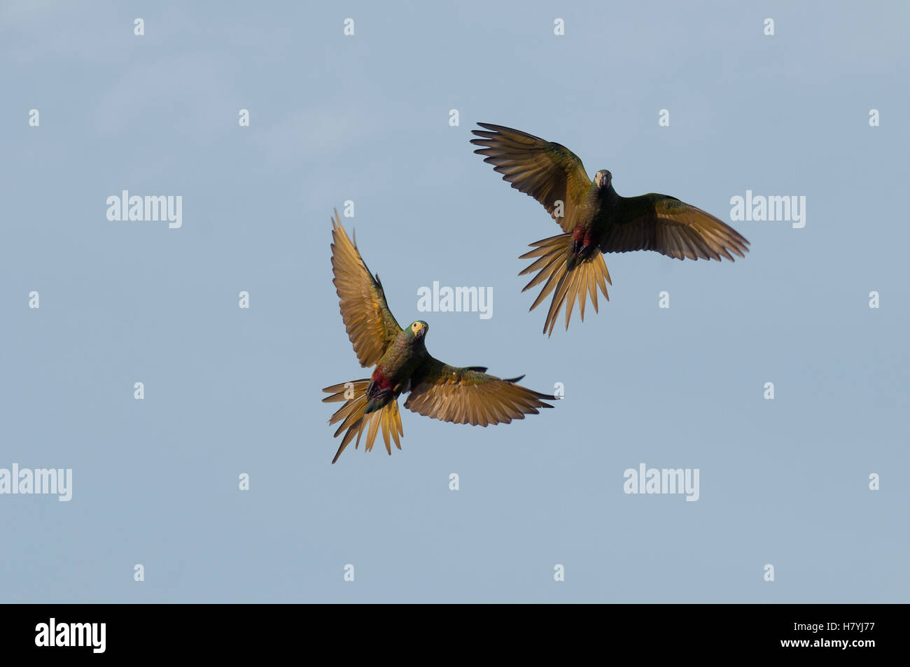 Red-bellied Macaw (Ara manilata) pair flying, Amazon, Ecuador Stock ...