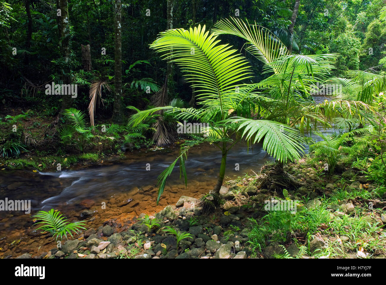 Alexandra Palm (Archontophoenix alexandrae) along creek, Mission Beach ...