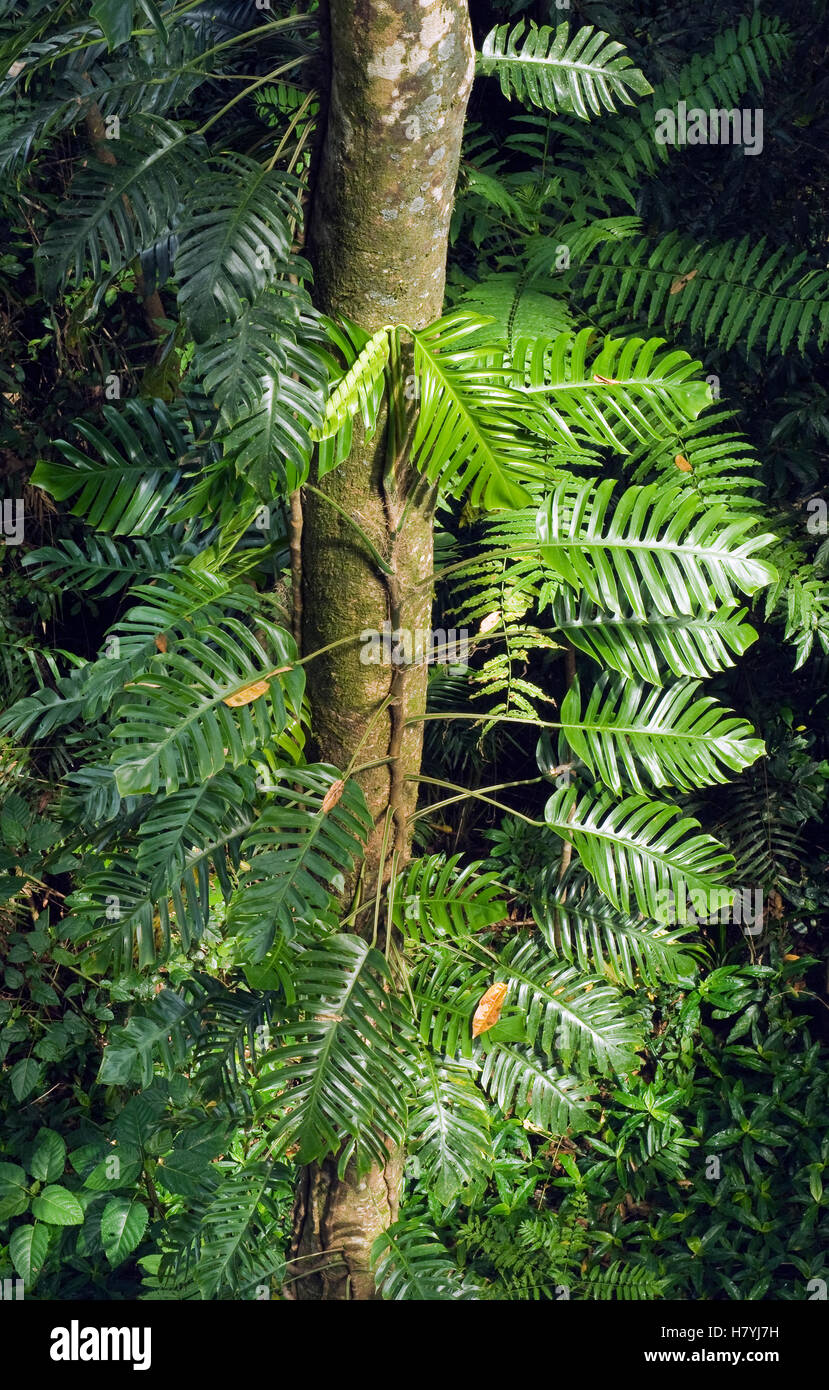 Centipede Tongavine (Scindapsus pinnatus) growing up tree trunk ...