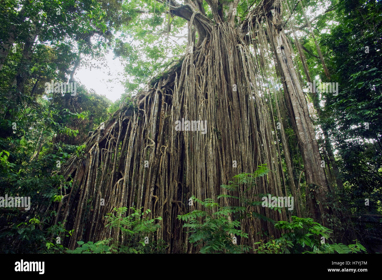 Spotted Fig (Ficus virens) tree that is parasatizing two trees showing ...