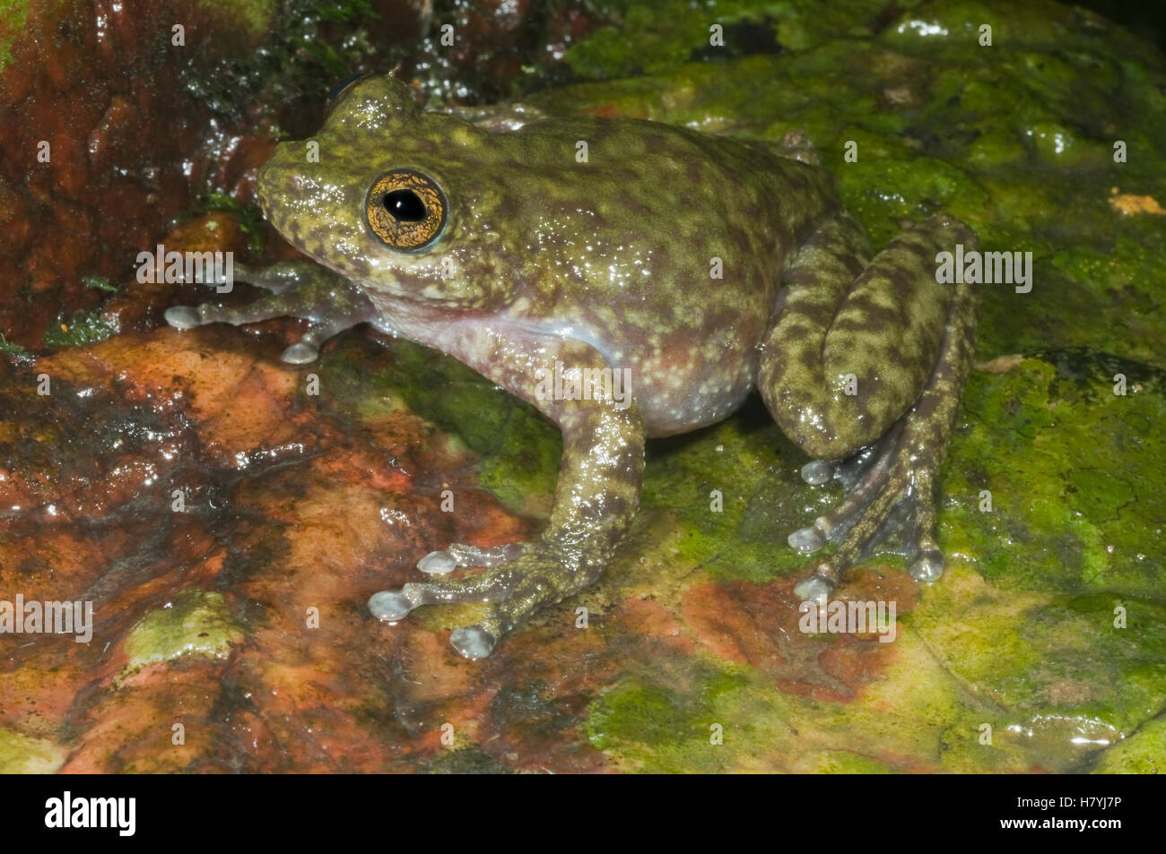 Torrent Treefrog (Litoria nannotis) in waterfall spray, Atherton ...