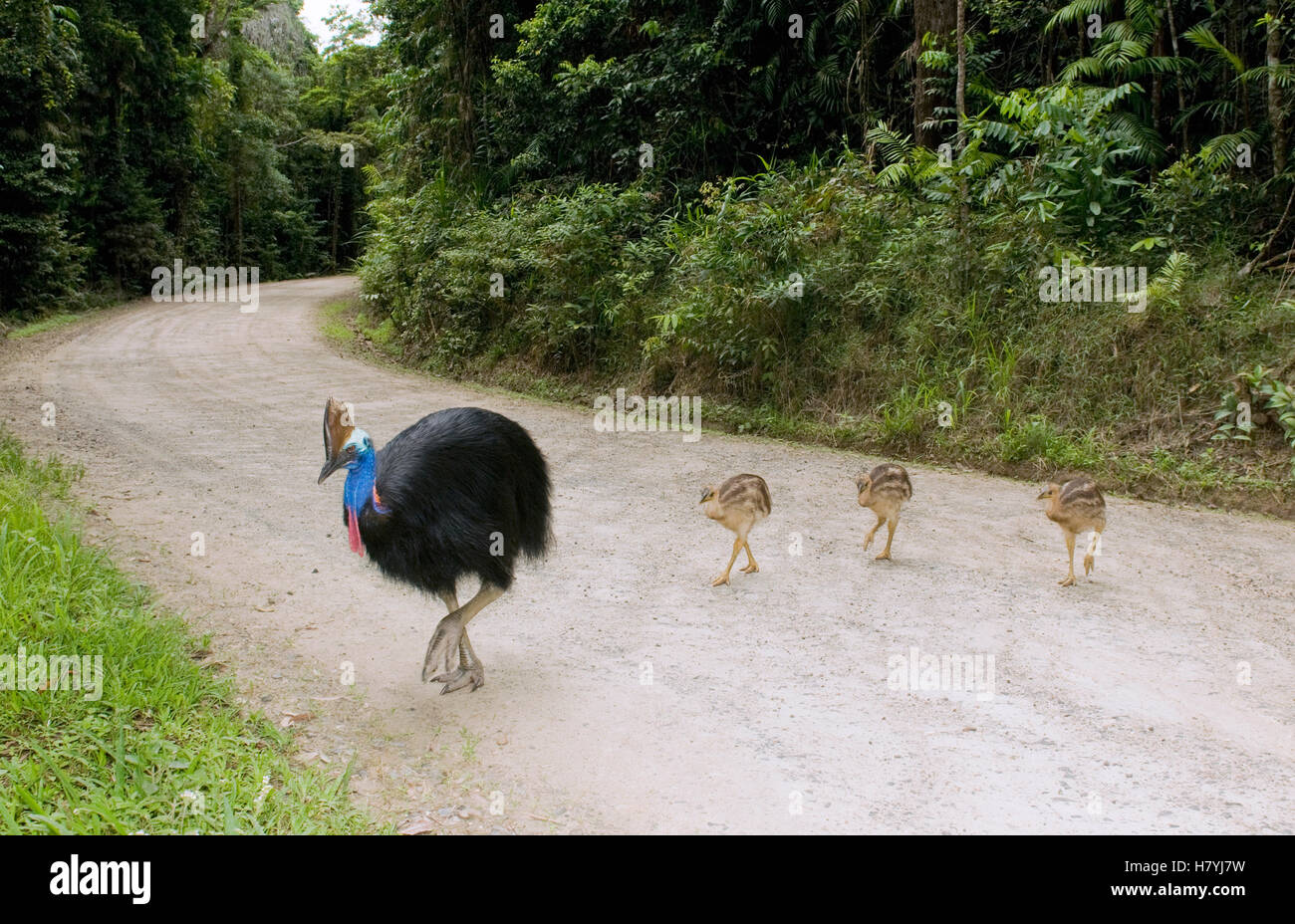 Southern Cassowary (Casuarius casuarius) male with chicks crossing road ...