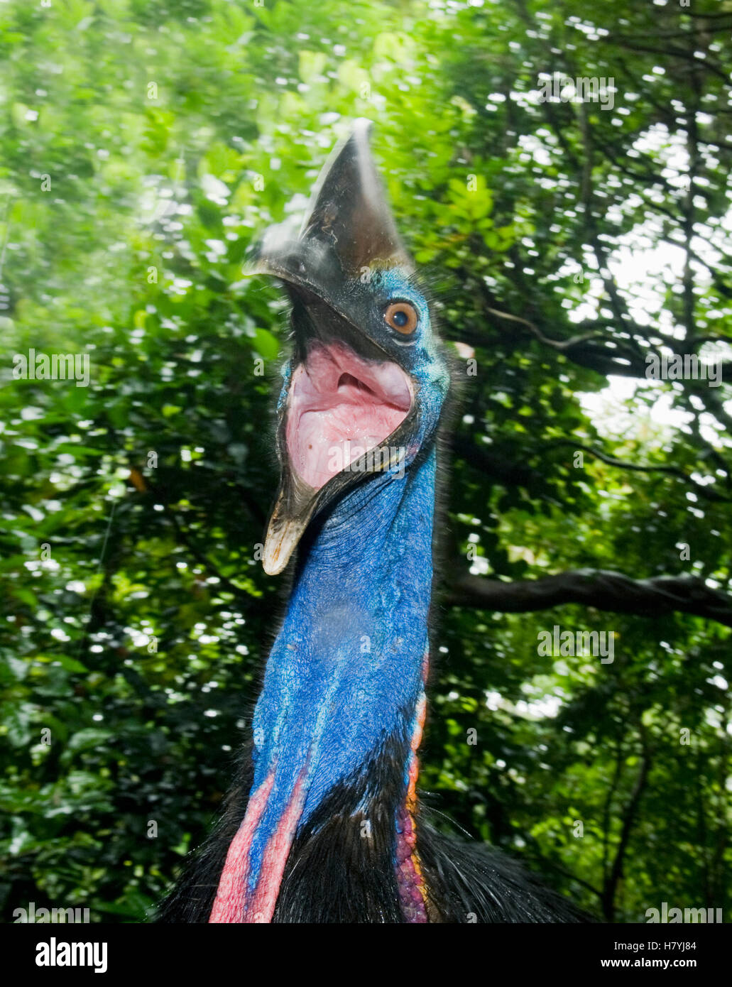Southern Cassowary (Casuarius casuarius) male in threat display ...