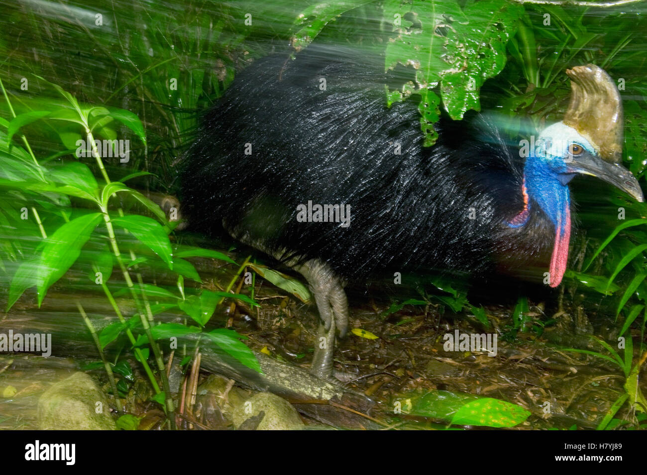 Southern Cassowary (Casuarius casuarius) male moving through forest ...