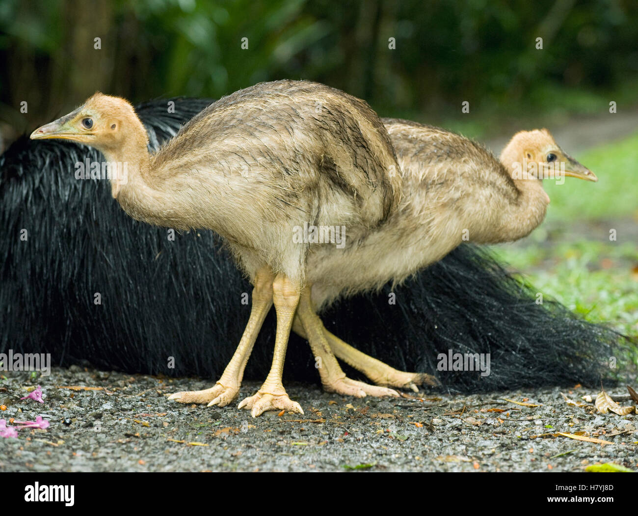 Southern Cassowary (Casuarius casuarius) chicks, Atherton Tableland ...