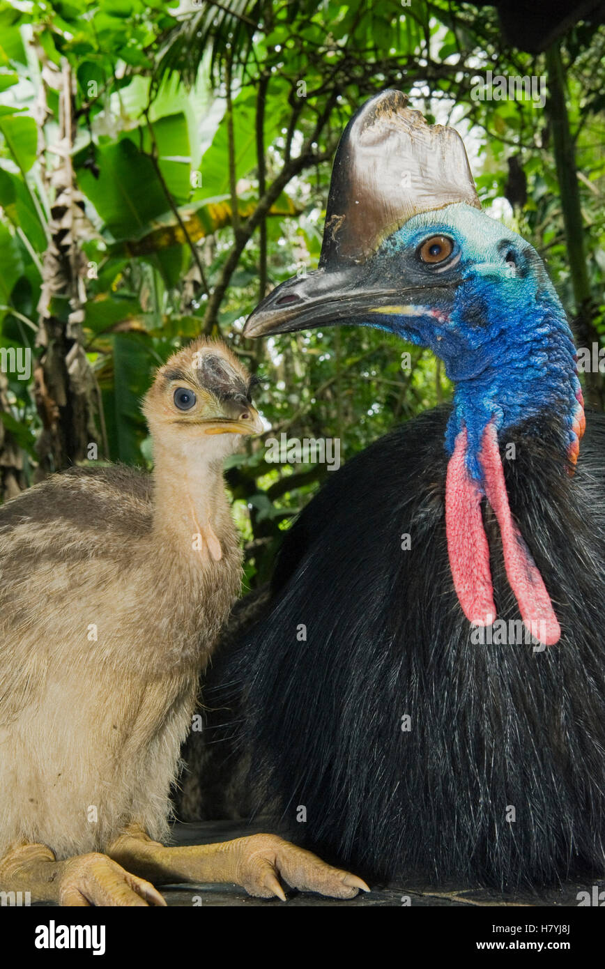 Southern Cassowary (Casuarius casuarius) male with chick, Atherton ...