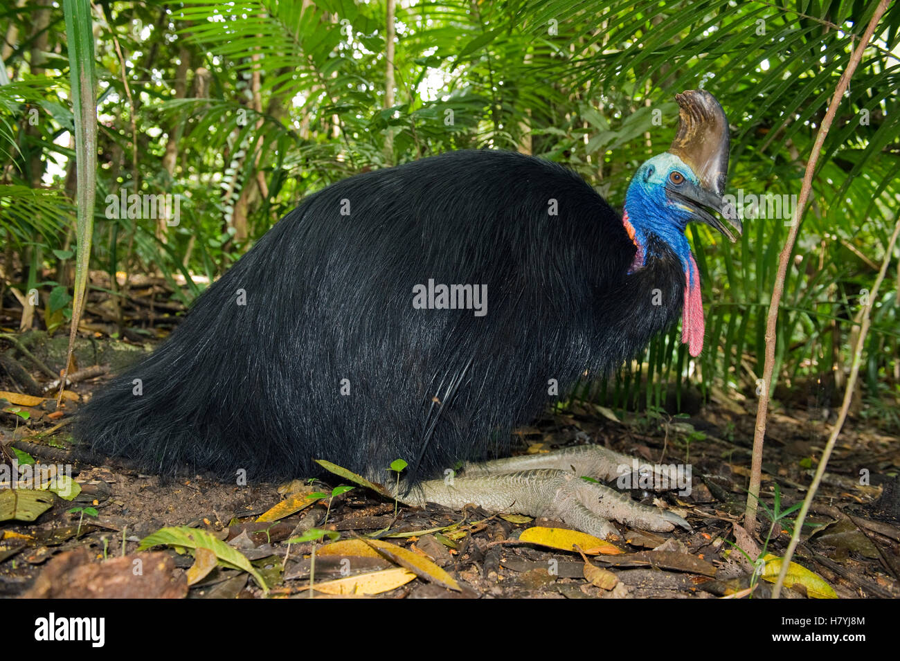 Southern Cassowary (Casuarius casuarius) male, Atherton Tableland ...