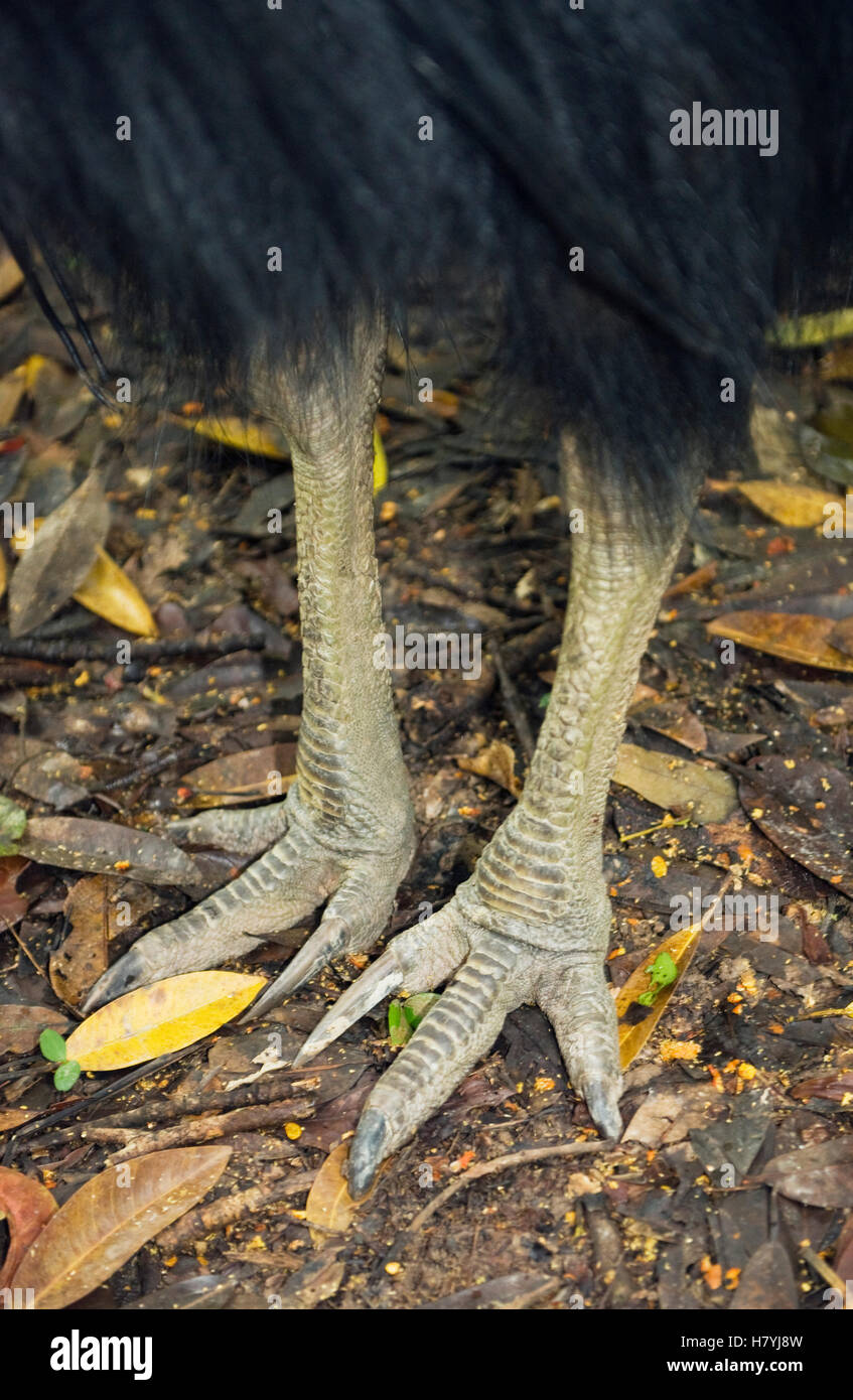 Southern Cassowary (Casuarius casuarius) feet, Atherton Tableland ...
