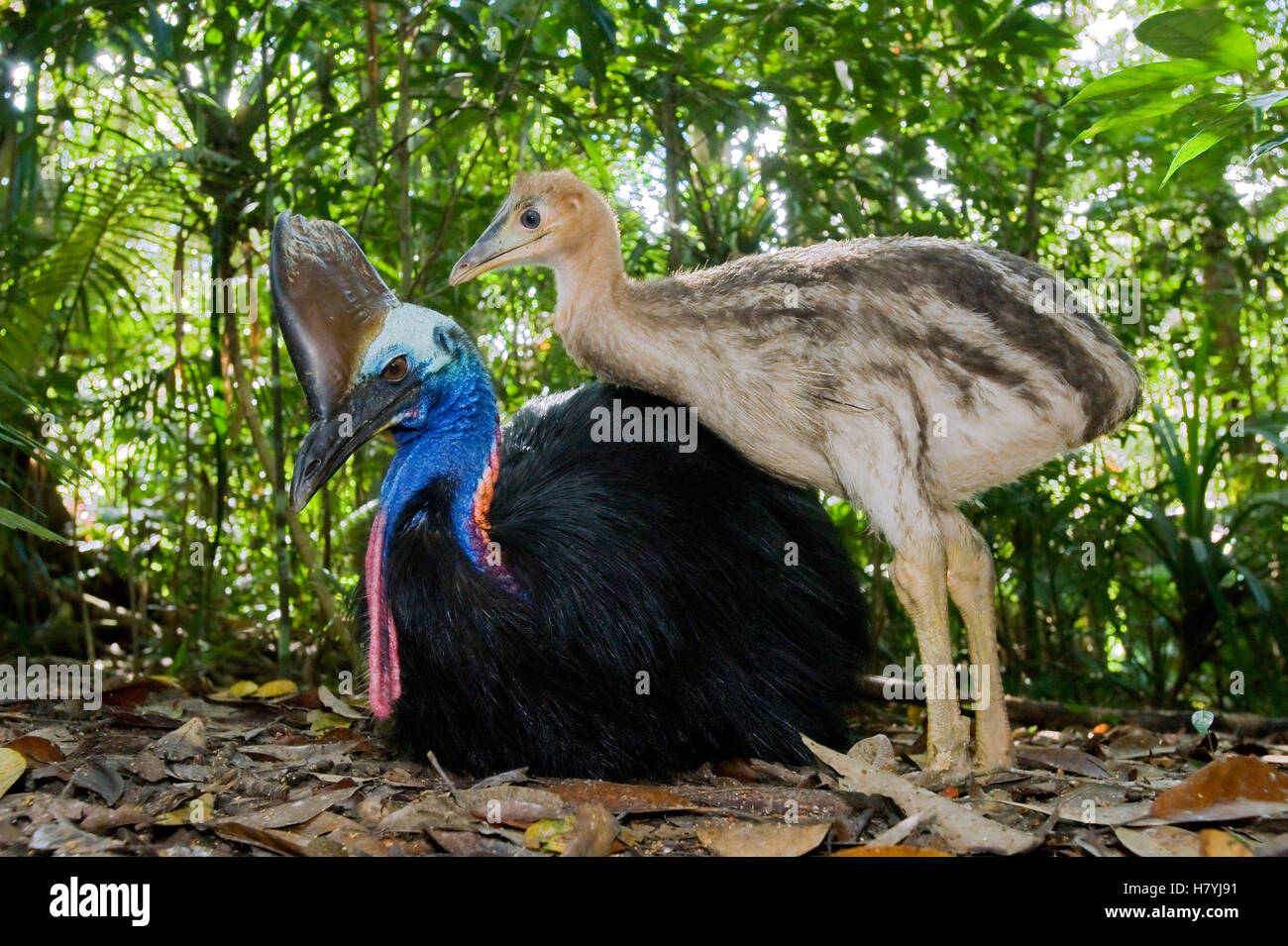 Southern Cassowary (Casuarius casuarius) male with chick, Atherton ...