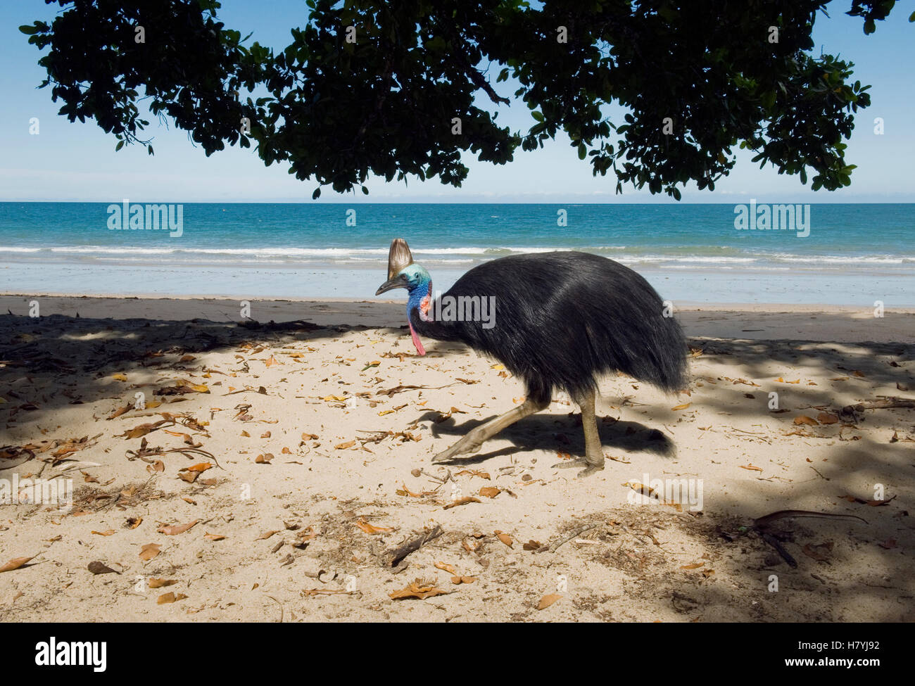 Southern Cassowary (Casuarius casuarius) male on beach, Etty Bay ...